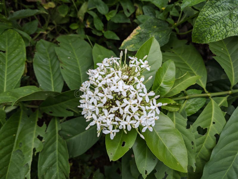 White ixora flower plant stock image. Image of nature - 263324577