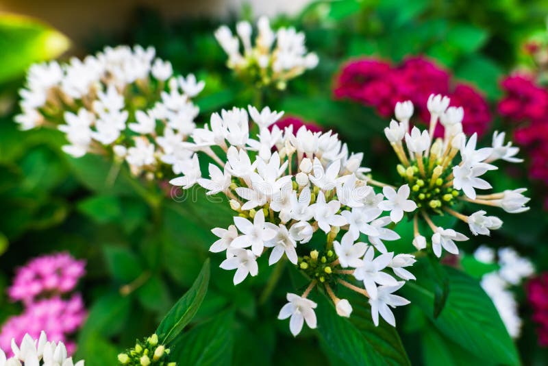 White Ixora stock image. Image of flower, close, petal - 22975687