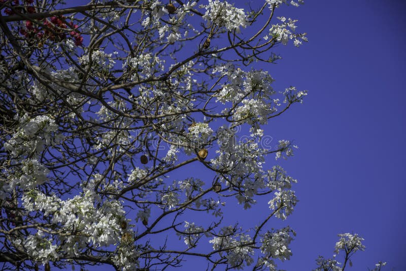 White Jacaranda Tree in Pretoria Stock Photo - Image of springtime ...