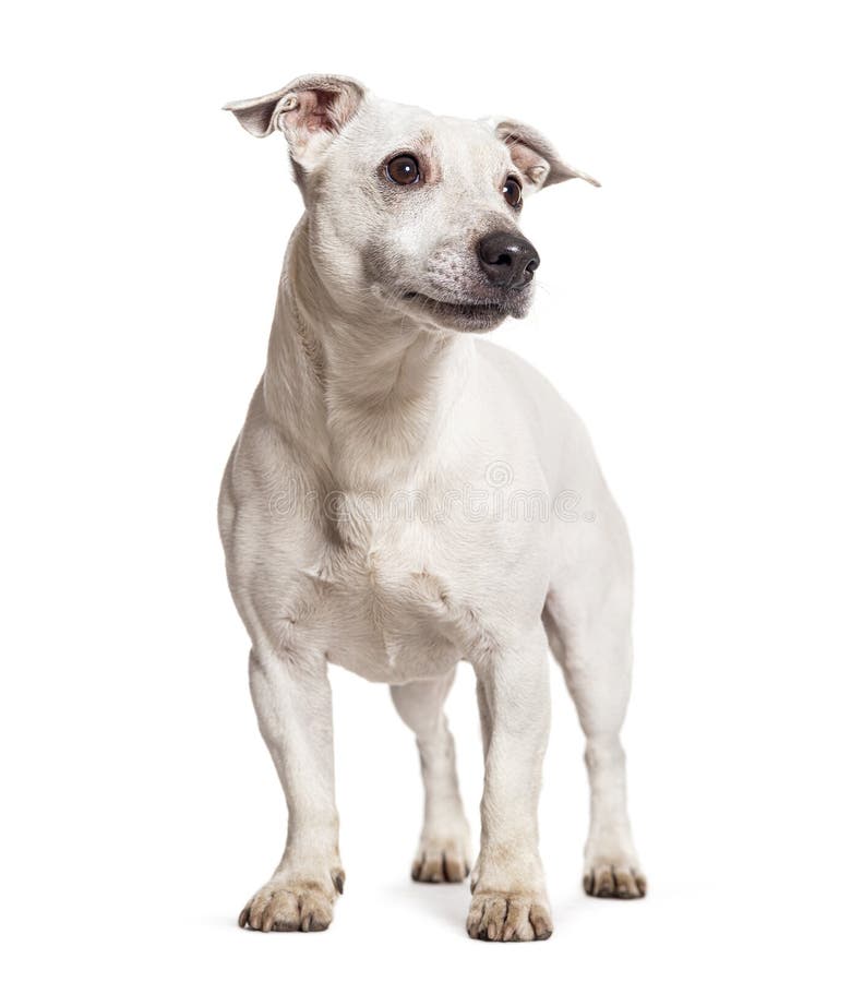 White Jack Russell Terrier, Isolated on White Stock Photo - Image of ...