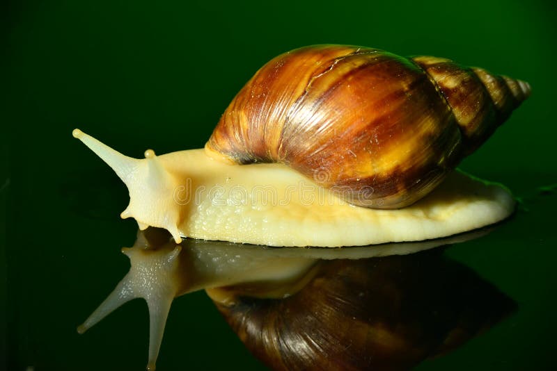 The white jade snail stock image. Image of mollusc, inverted - 48553283