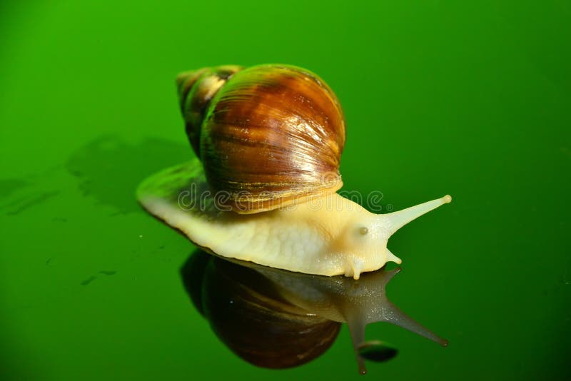 The white jade snail stock photo. Image of white, escargot - 48553458