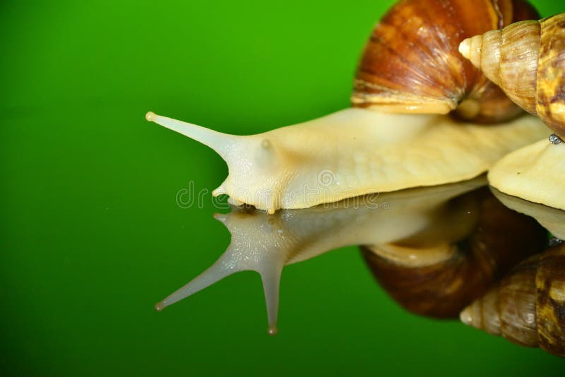 The white jade snail stock photo. Image of snail, white - 48553464