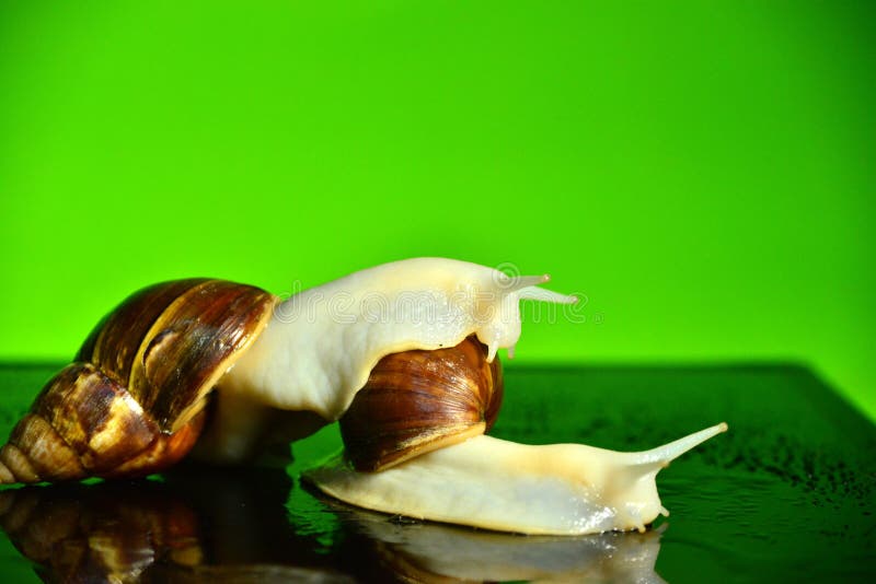 Snail Shell Inverted Colors Stock Photos - Free & Royalty-Free Stock ...