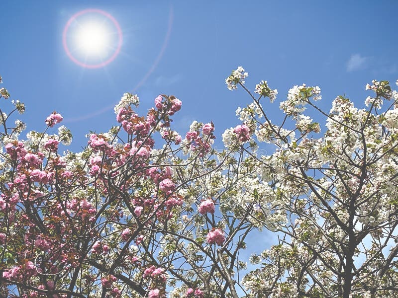 White Japan Cherry Blossoms in Sunshine Stock Photo - Image of fresh ...