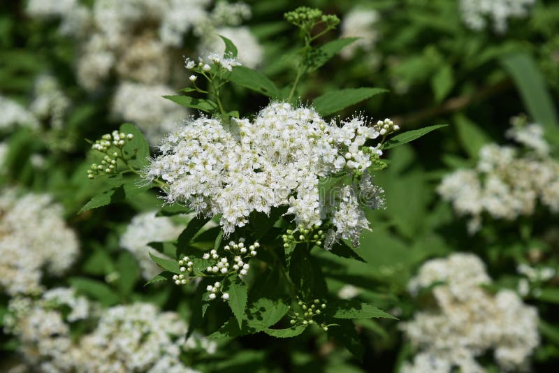 White Japanese spirea stock photo. Image of green, japanese - 150071414