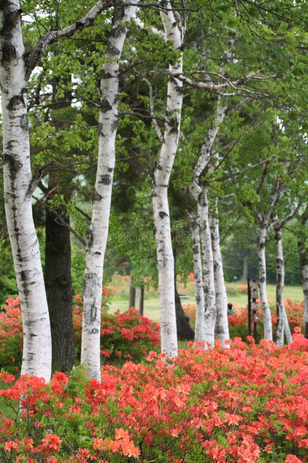 White Japanese Trees stock image. Image of sendai, leaves - 5640245