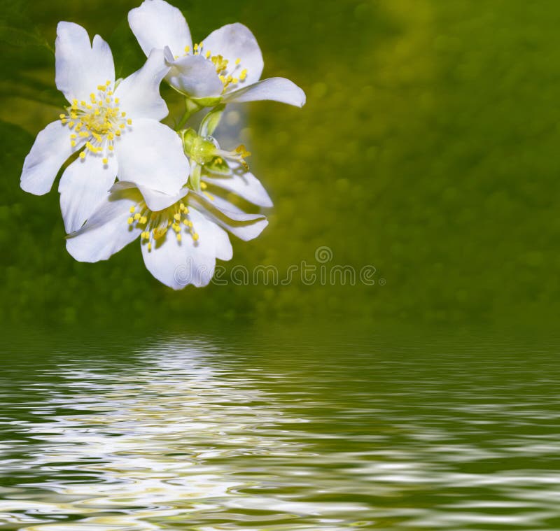 White Jasmine the Branch Delicate Spring Flowers Stock Image - Image of ...
