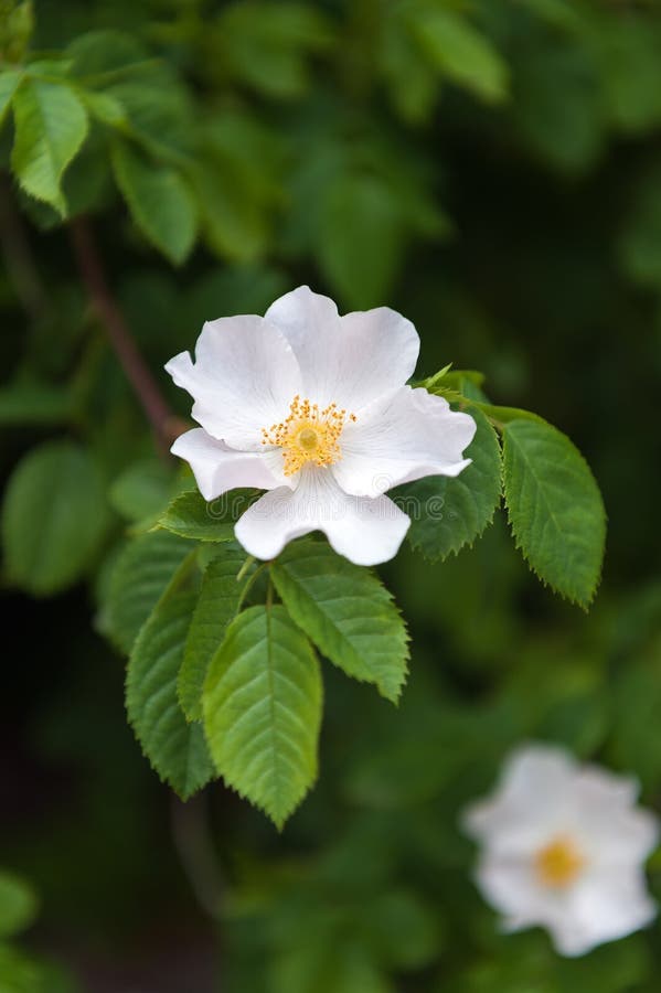 White Jasmine Flower Blooming in the Garden Stock Image - Image of ...