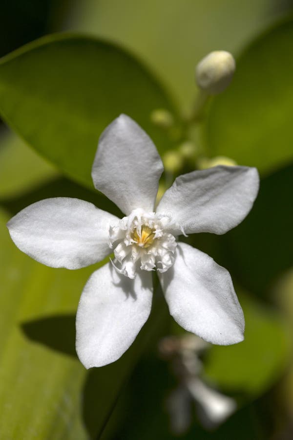 White Jasmine Flower stock photo. Image of fragrance - 45328534