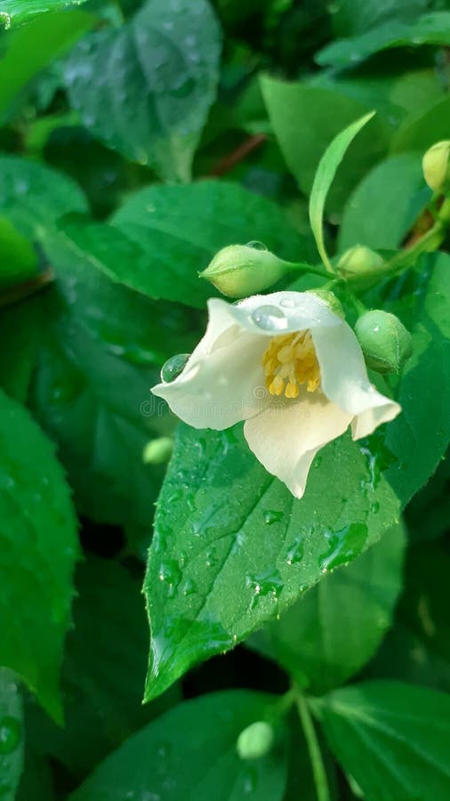 Jasmibe Stock Photos - Free & Royalty-Free Stock Photos from Dreamstime