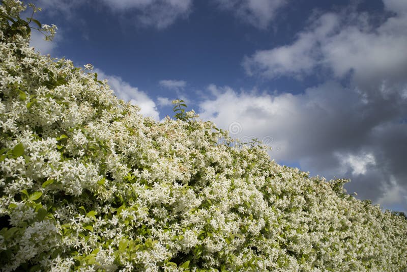 The white jasmine flower stock image. Image of fragrant - 92969127