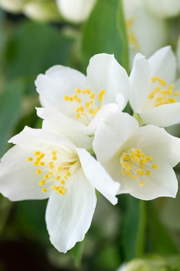White jasmine flowers stock image. Image of fragility - 94189001