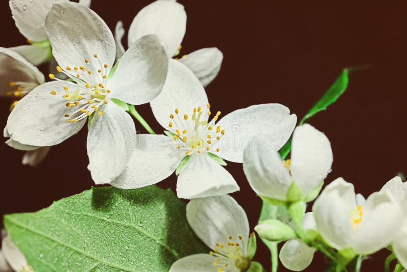 White jasmine flowers stock image. Image of blooming - 74876645