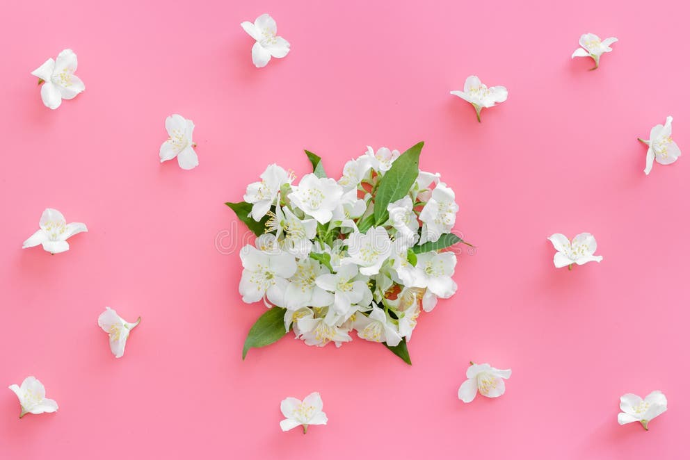 White Jasmine Flowers Pattern Top View. Floral Flat Lay Stock Image ...