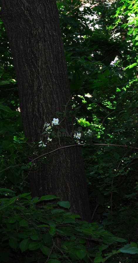 White Jasmine Grows in a Green Forest Stock Photo - Image of green ...
