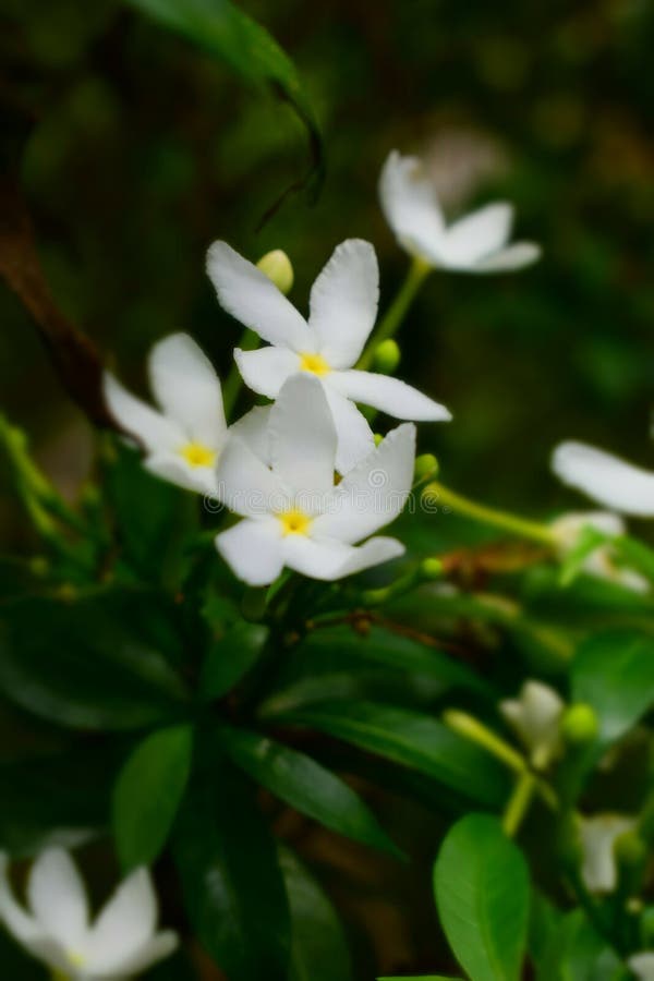 WHITE Jasmine T stock photo. Image of whitejasmine, white - 275664160