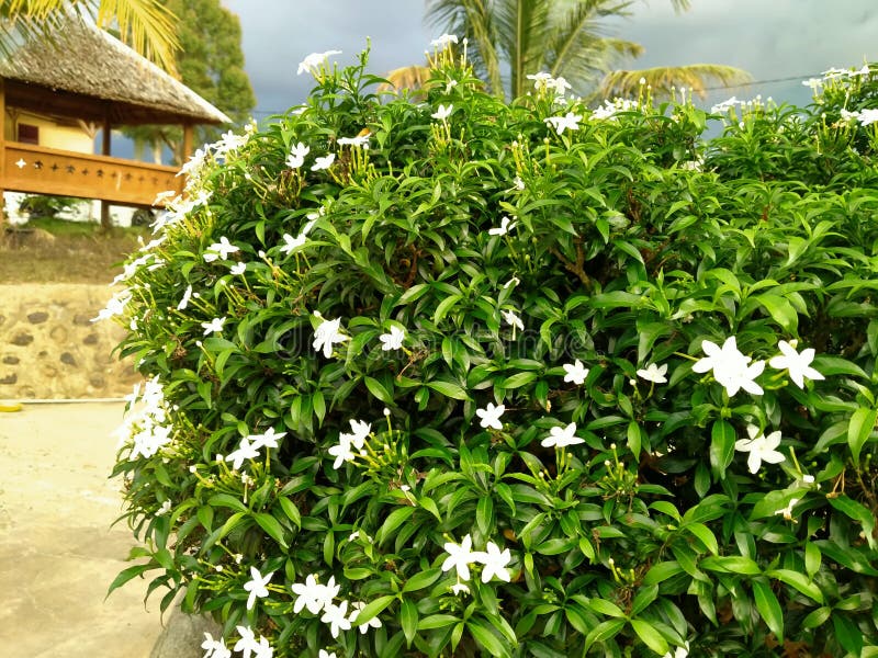 White Jasmine Tree is on of the Most Beautiful Trees in Indonesian ...