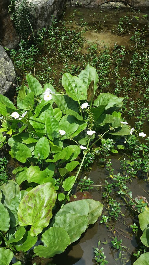 White jasmine water stock photo. Image of wildflower - 207658308