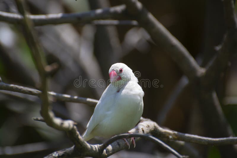 White Java Finch Bird Perching on Tree Branch Stock Image - Image of ...