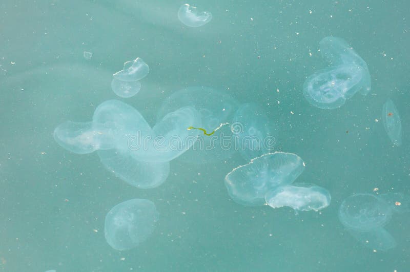White Jellyfish Float on the Surface of the Water. Background Stock ...