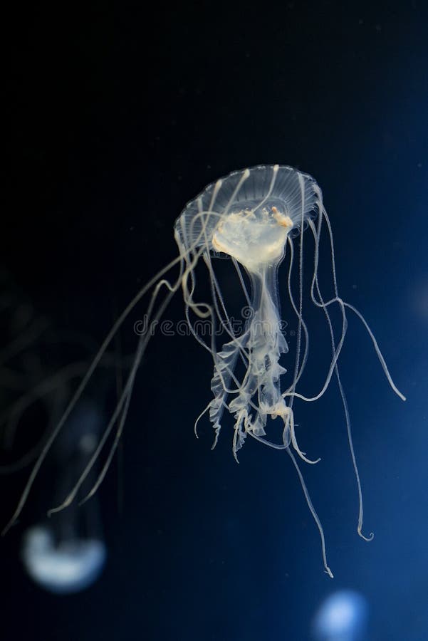 White jellyfish stock image. Image of marine, common - 57081979