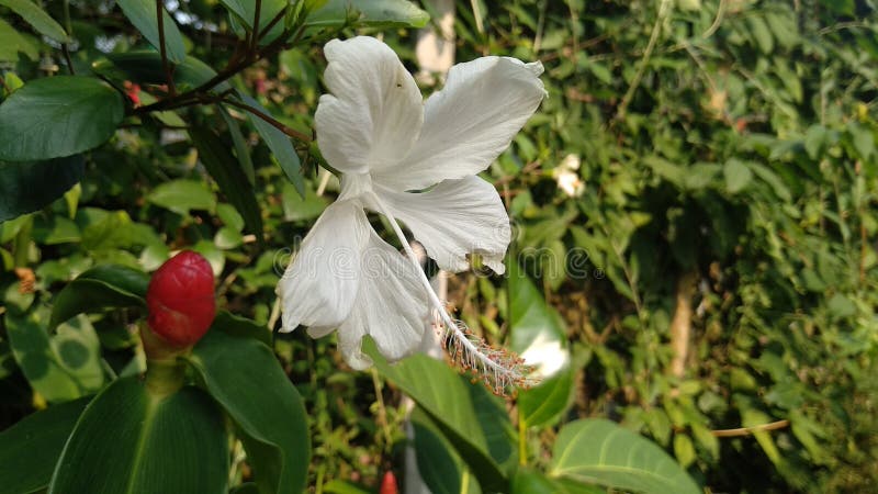 156 Joba Flower Photos - Free & Royalty-Free Stock Photos from Dreamstime