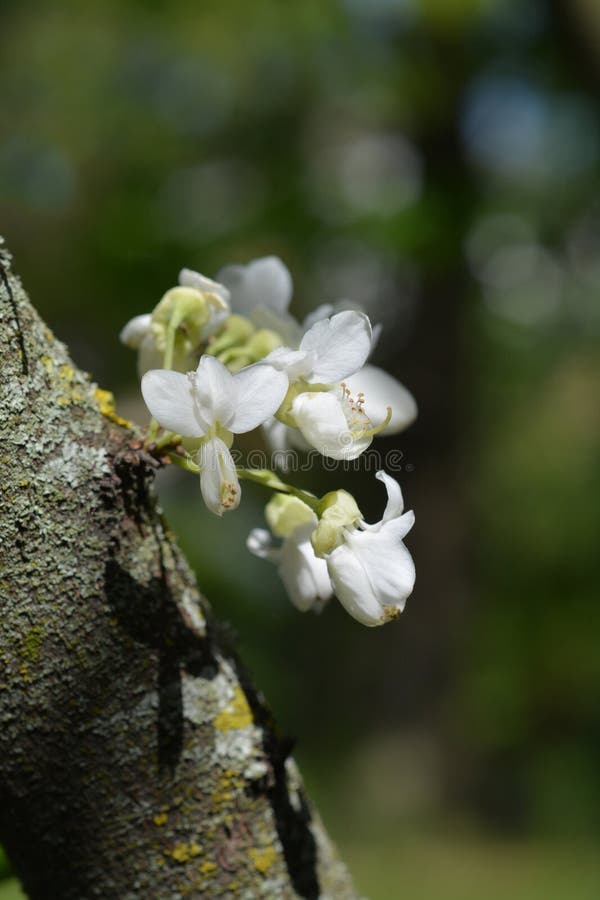 White Judas tree stock photo. Image of plant, white - 136500100