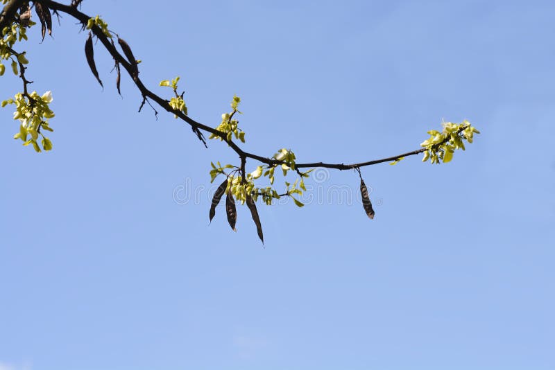 White Judas tree stock image. Image of siliquastrum - 237650913