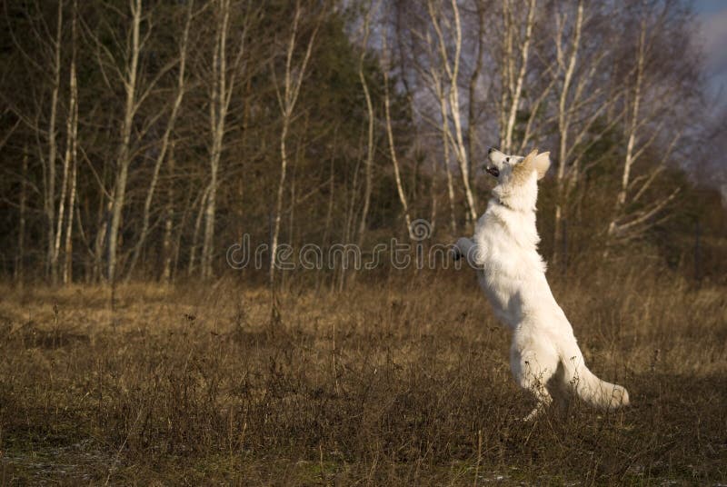 White jumping shepherd stock photo. Image of right, polar - 18182818