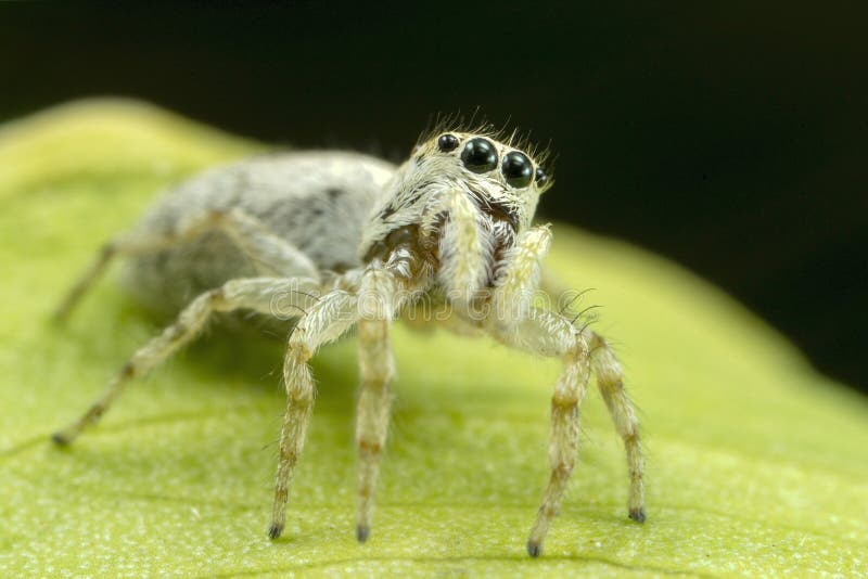 White Jumping Spider stock image. Image of spiders, prey - 55775011