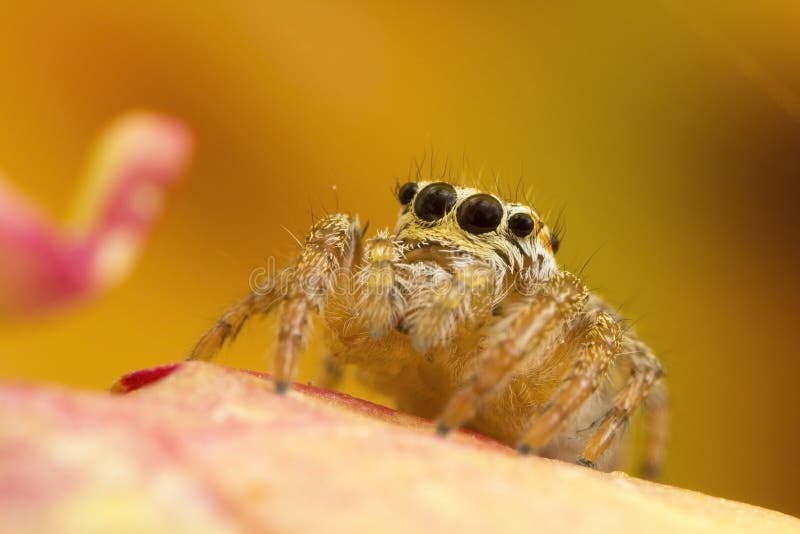 White Jumping Spiders stock photo. Image of spiders, small - 55774418