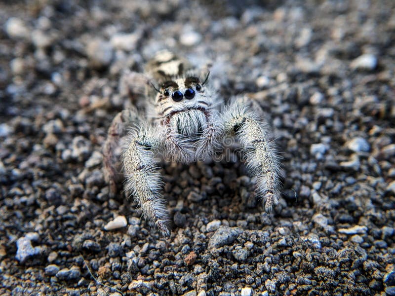 White Jumping Spider on the Ground Stock Image - Image of beetle ...