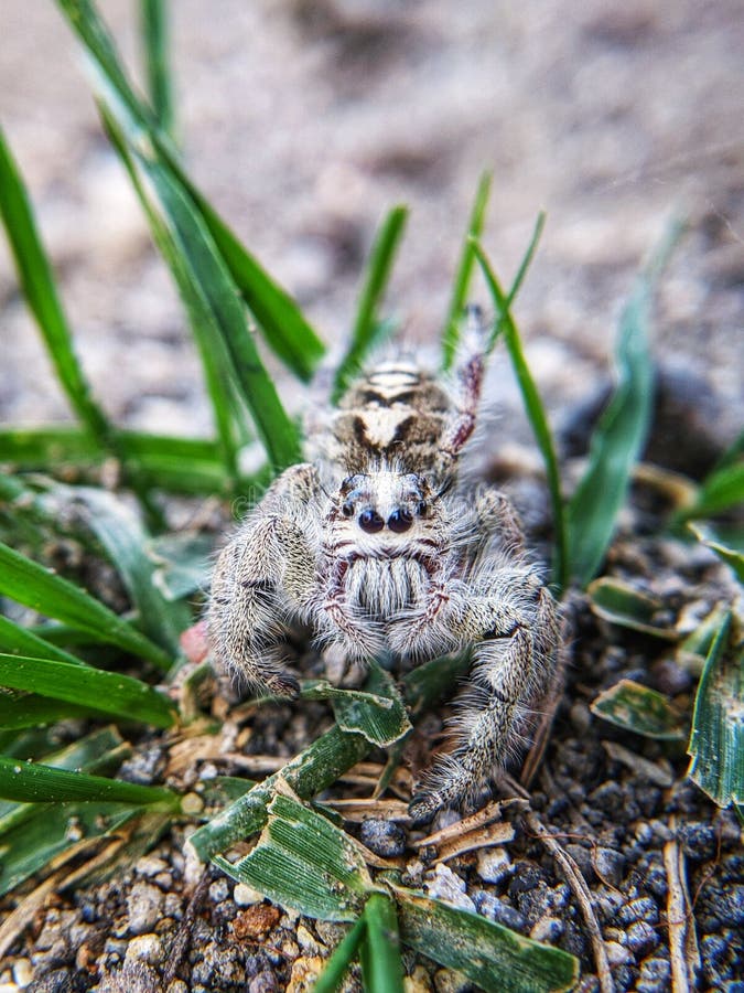 White Jumping Spider on the Ground Stock Image - Image of reptile ...