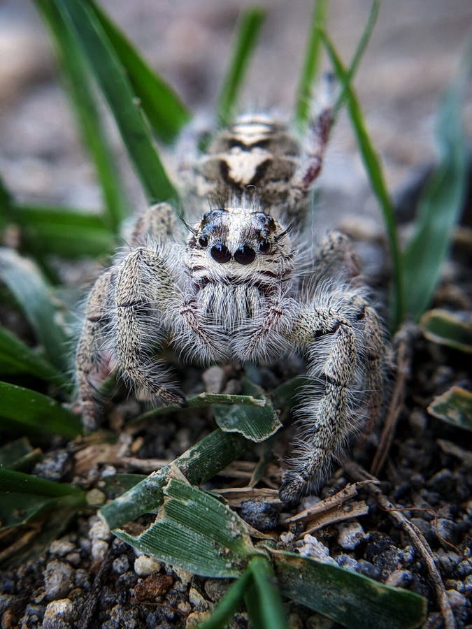 White Jumping Spider on the Ground Stock Image - Image of grass, leaf ...