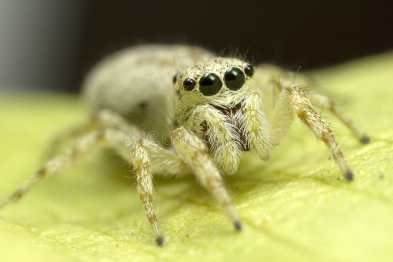 White Jumping Spider stock image. Image of jumping, prey - 55775005