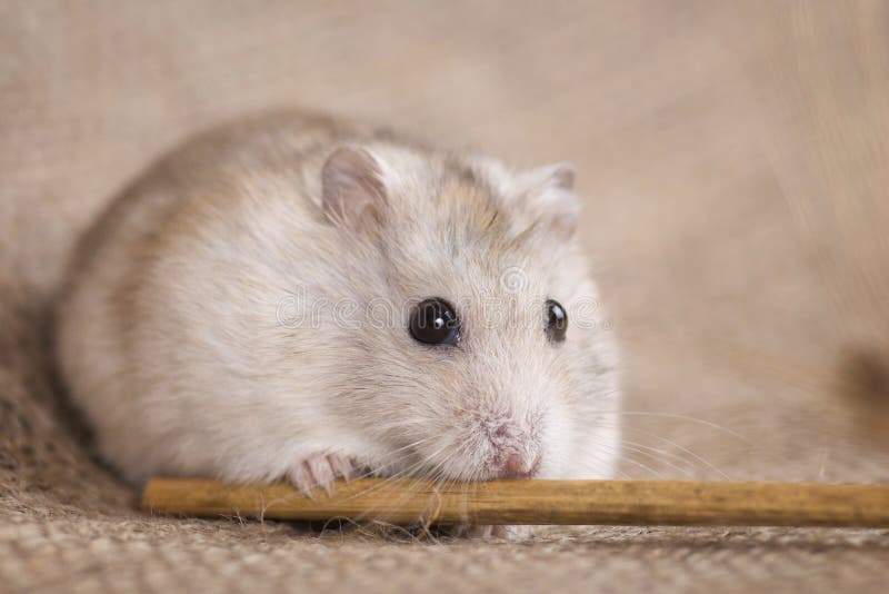 Hamster On A Tree Among Flowering Branches Stock Image - Image of ...