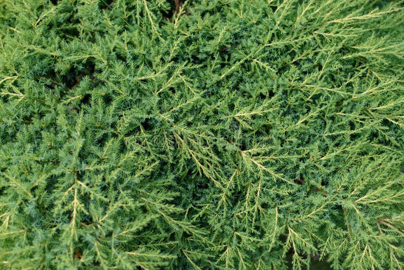 White Juniper Green Leaves Background. Natural Texture Of Conifer Trree ...