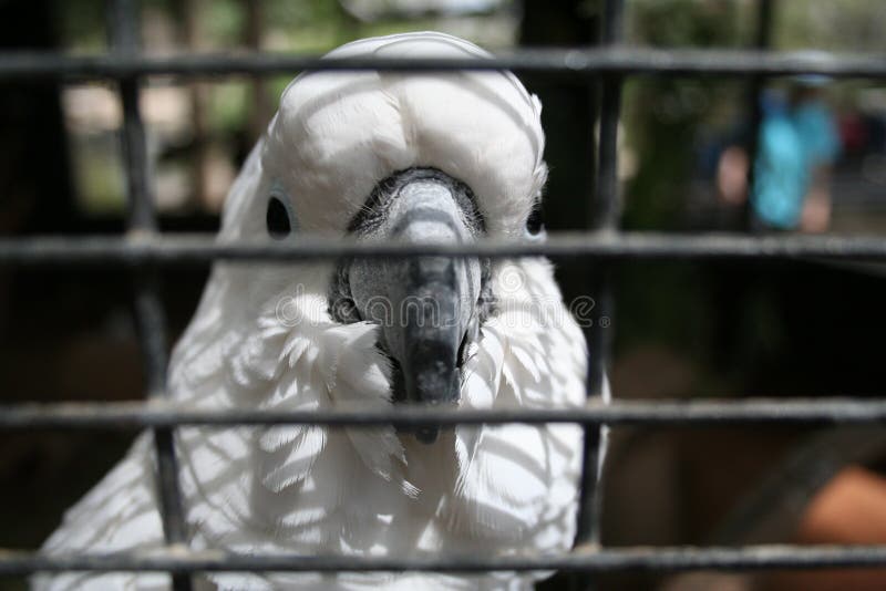 513 Kakadu Parrot Stock Photos - Free & Royalty-Free Stock Photos from ...