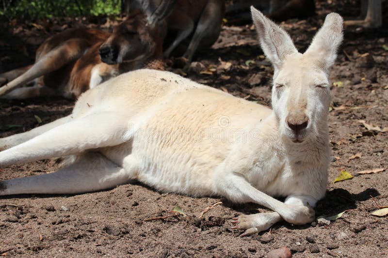 White kangaroo - australia stock photo. Image of kangaroo - 294721634