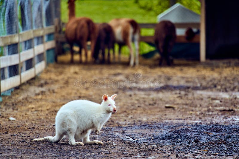 White Kangaroo Standing in the Corral with Horses Stock Image - Image ...