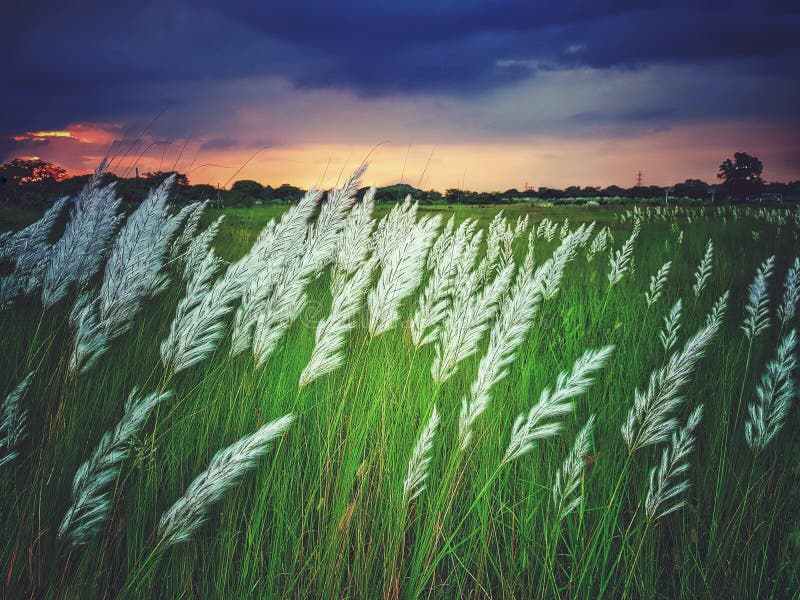 White Kash Plant or Kans Grass Bloomed among Green Fields with Red and ...