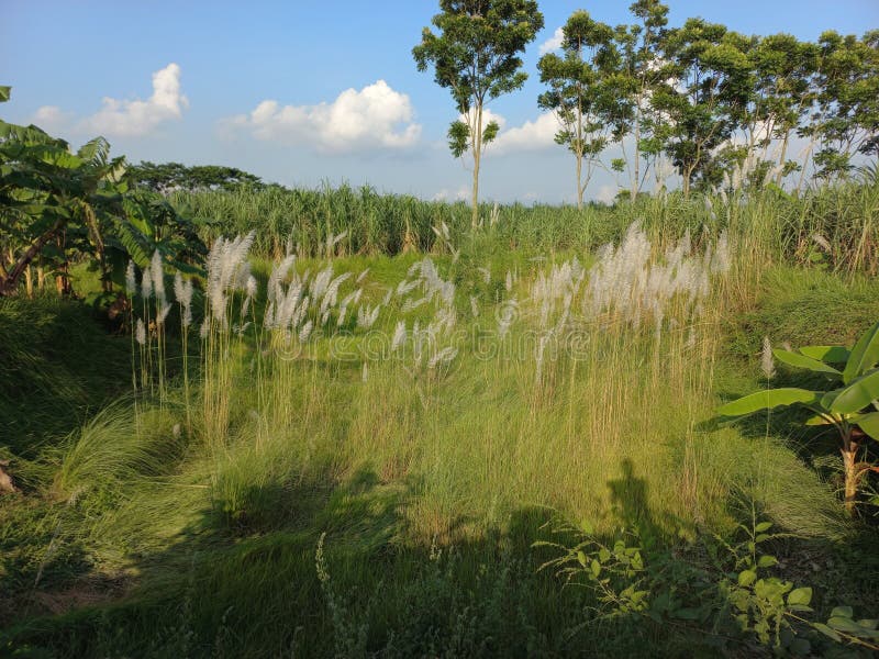 275 Kashful Stock Photos - Free & Royalty-Free Stock Photos from Dreamstime