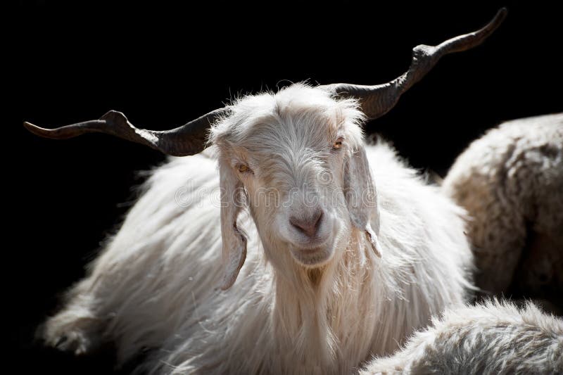 White Kashmir Goat from Indian Highland Farm Stock Image - Image of ...