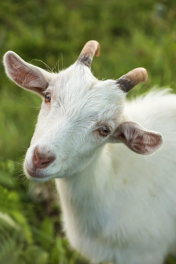 White kid stock photo. Image of staring, animals, animal - 33432620