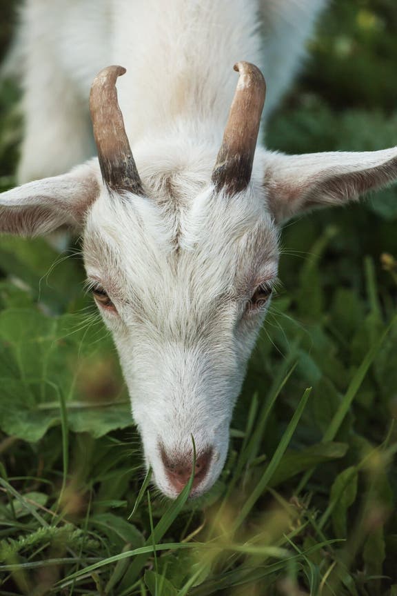 White kid stock image. Image of pets, head, farm, mammal - 33432871