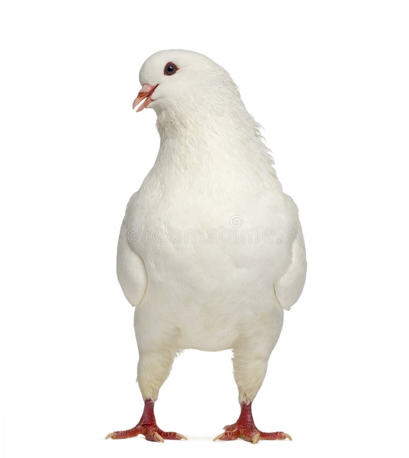 White King Pigeon Cooing Isolated on White Stock Image - Image of bird ...