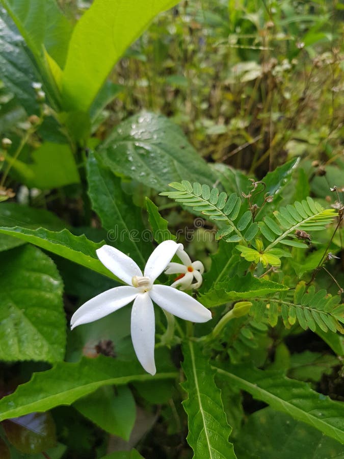 The White Kitolod Flower stock photo. Image of plant - 273834852