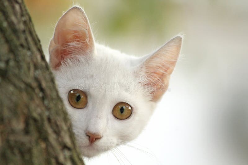 White kitten stock photo. Image of kitten, fauna, funny - 12352030