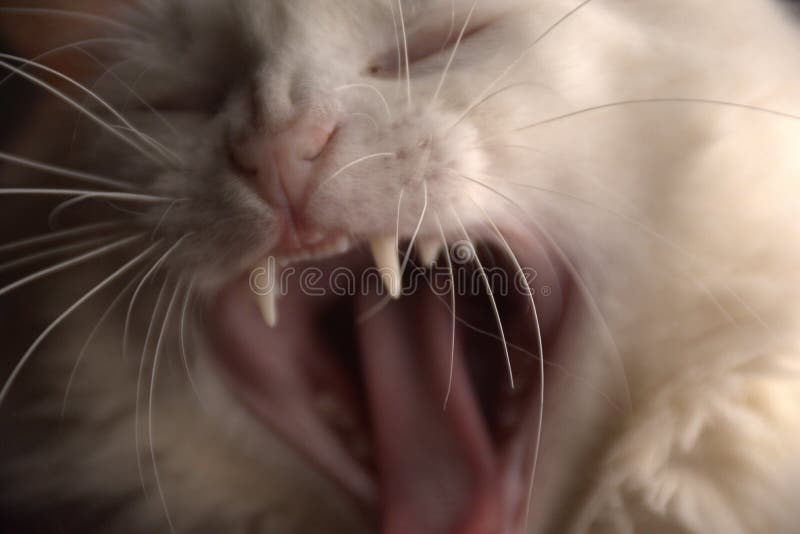 White Kitten with Big Fangs Stock Image - Image of tabby, beautiful ...